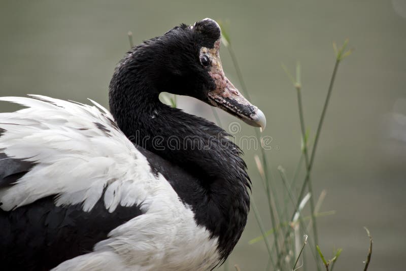 Magpie goose stock image. Image of side, eyes, beak - 102106565