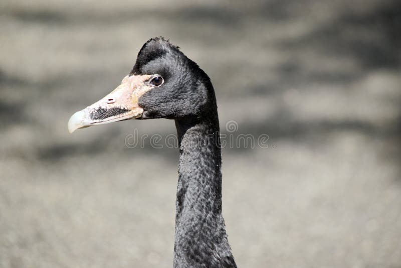 This is a Side View of a Magpie Goose Stock Photo - Image of neck, feet ...
