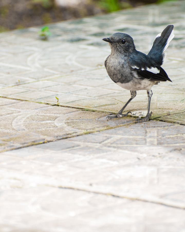 Close up of Magpie Robin stock photo. Image of color - 239715498