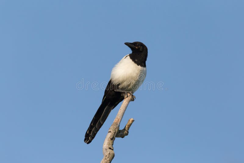 Magpie Sitting on Dry Branch Against Blue Sky Stock Photo - Image of ...