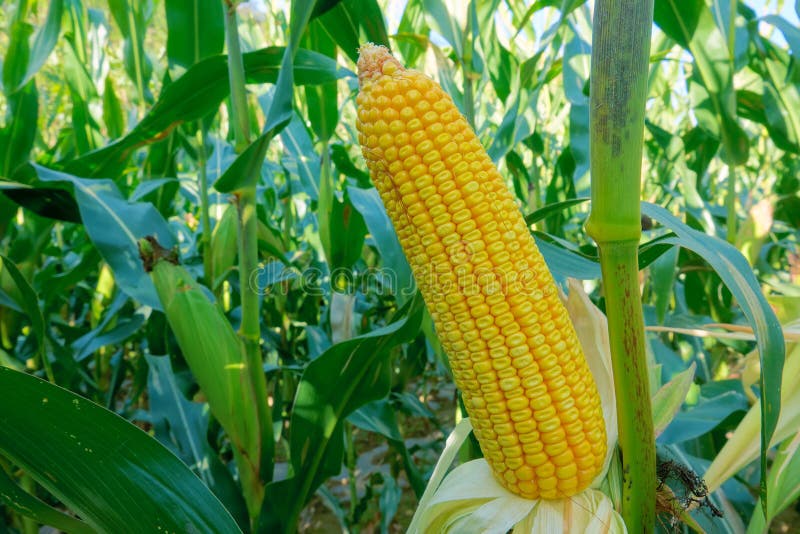 Maize cob stock image. Image of green, ripe, corn, cultivated - 196491793