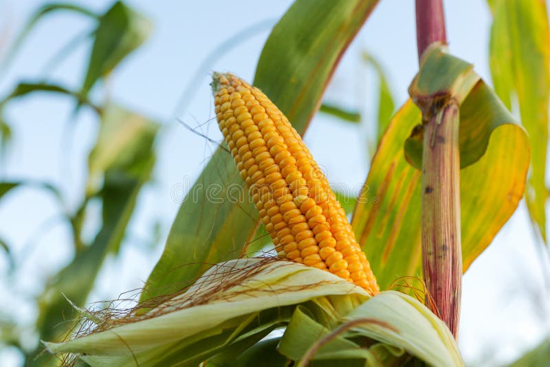 The Close-up of Maize Cobs on Plant Stock Image - Image of corn ...