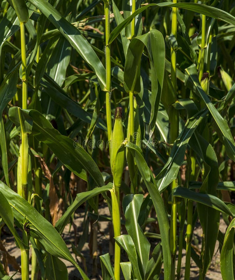 Close-up maize or corn cob stock image. Image of environment - 58358649