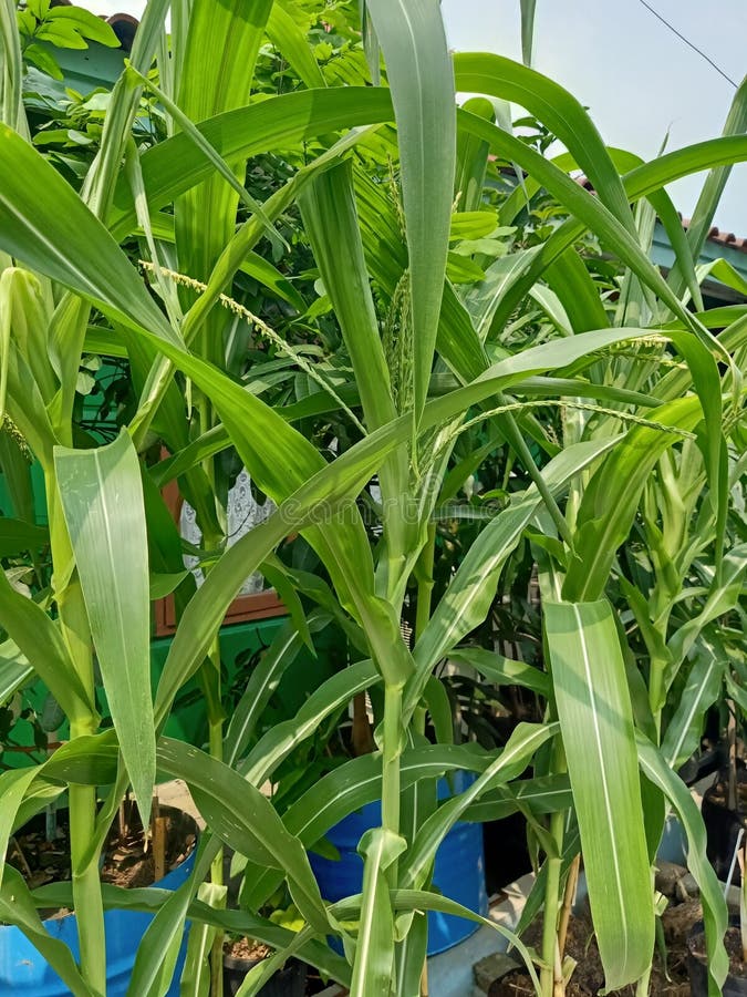 Close up of maize plant stock photo. Image of leaf, maize - 278492864