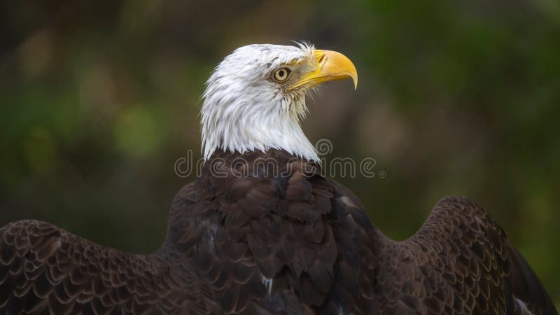 Majestic Bald Eagle on a Tree Branch in a Shadowy Forest, Silhouetted ...