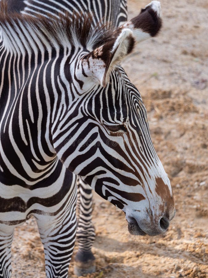 Close-up of a Majestic Zebra at a Zoo Stock Photo - Image of close ...