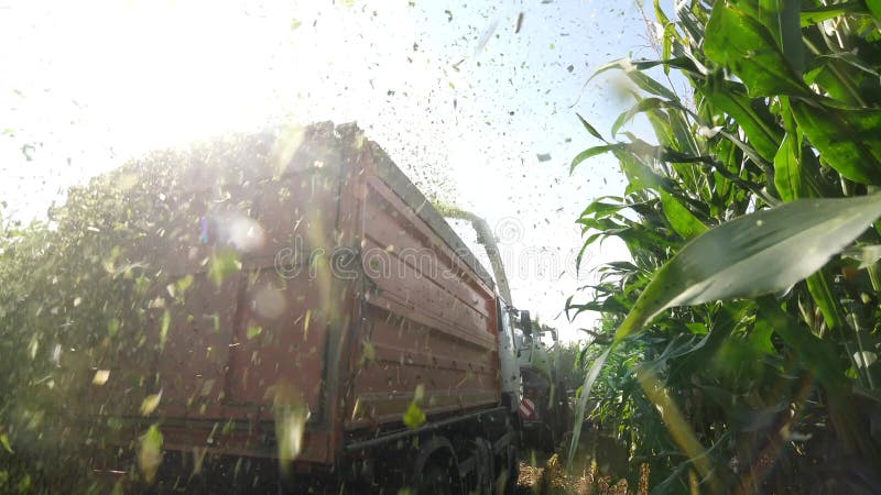 Close-up Making Corn Silage. Harvesting Corn. Silage Crumbles on a Corn ...