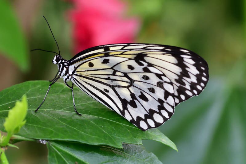 Malabar Tree Nymph Idea Malabarica Stock Photo - Image of selective ...