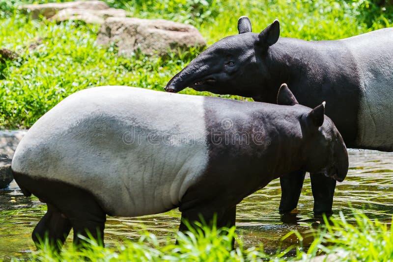 Close up Malayan tapir. stock photo. Image of indonesia - 104911728