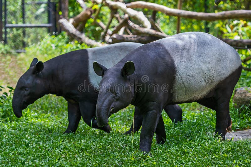 Adult Malayan Tapir (tapirus Indicus) Stock Photo - Image of grey ...