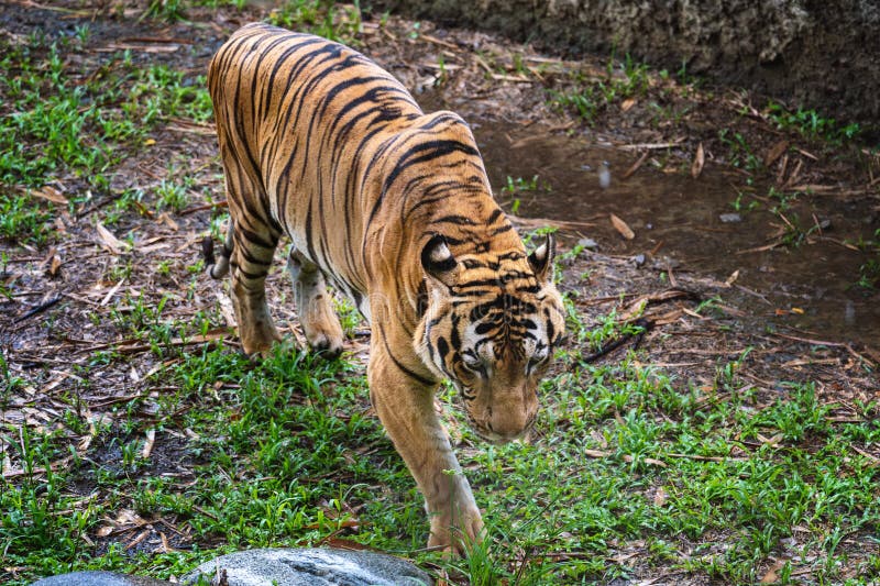 Close-Up of a Malayan Tiger Stock Photo - Image of efforts, pattern ...