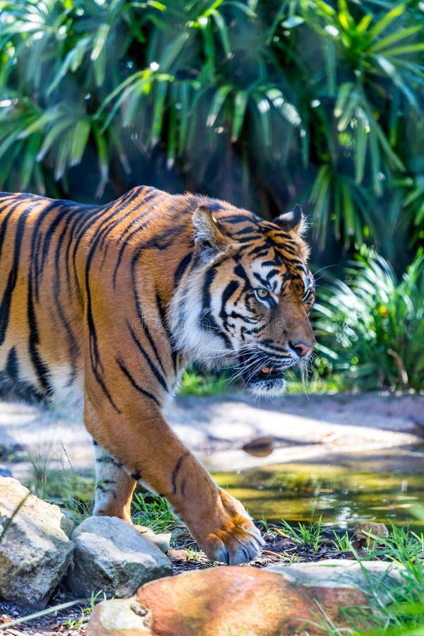Close-Up of Malayan Tiger Walking through Rainforest, Panthera Tigris ...