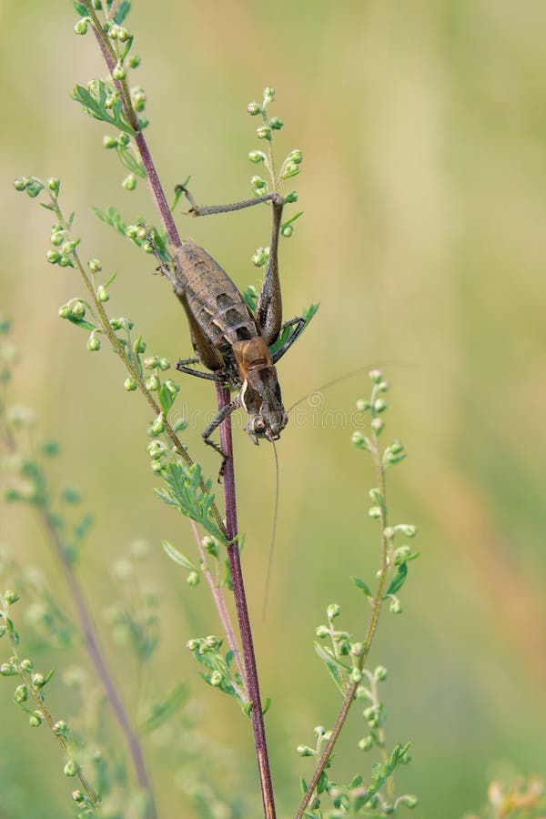 A Brown Cricket Head on View Stock Image - Image of wild, nature: 10883751