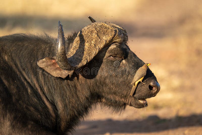 Close-up of Male Cape Buffalo with Oxpecker Stock Image - Image of ...