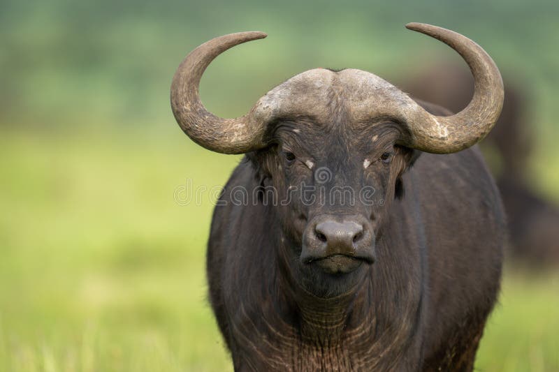 Close-up of Male Cape Buffalo Standing Staring Stock Image - Image of ...