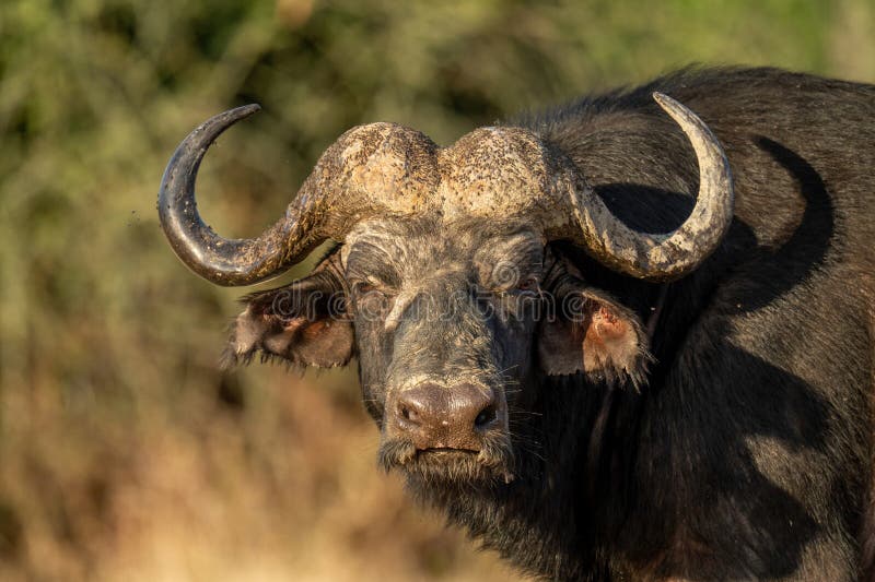 Close-up of Male Cape Buffalo in Sunshine Stock Photo - Image of ...