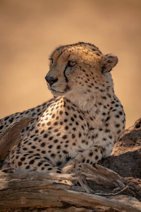 Close-up of Male Cheetah Lying Behind Branch Stock Photo - Image of ...