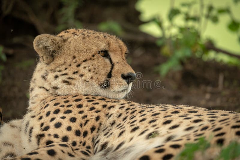 Close-up of Male Cheetah Lying Looking Back Stock Image - Image of ...