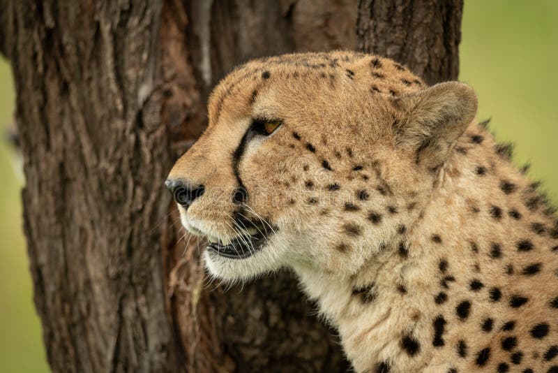 Close-up of Male Cheetah Sitting beside Tree Stock Photo - Image of ...