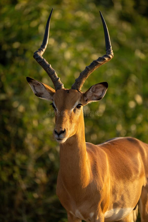 Close-up of Male Common Impala Eyeing Lens Stock Photo - Image of ...