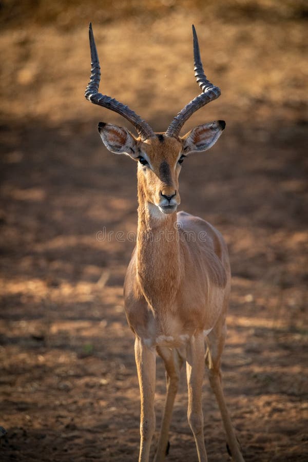 Close-up of Male Common Impala Facing Camera Stock Image - Image of ...