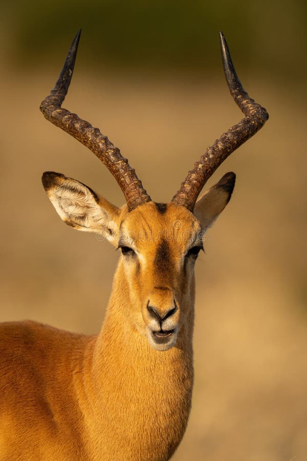 Close-up of Male Common Impala Opening Mouth Stock Image - Image of ...