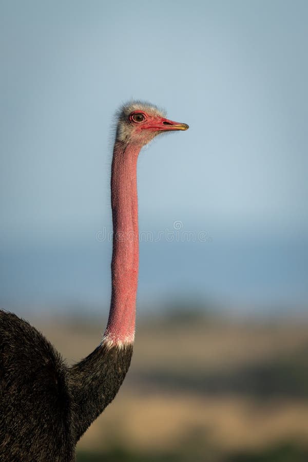 Close-up of Male Common Ostrich with Catchlight Stock Image - Image of ...