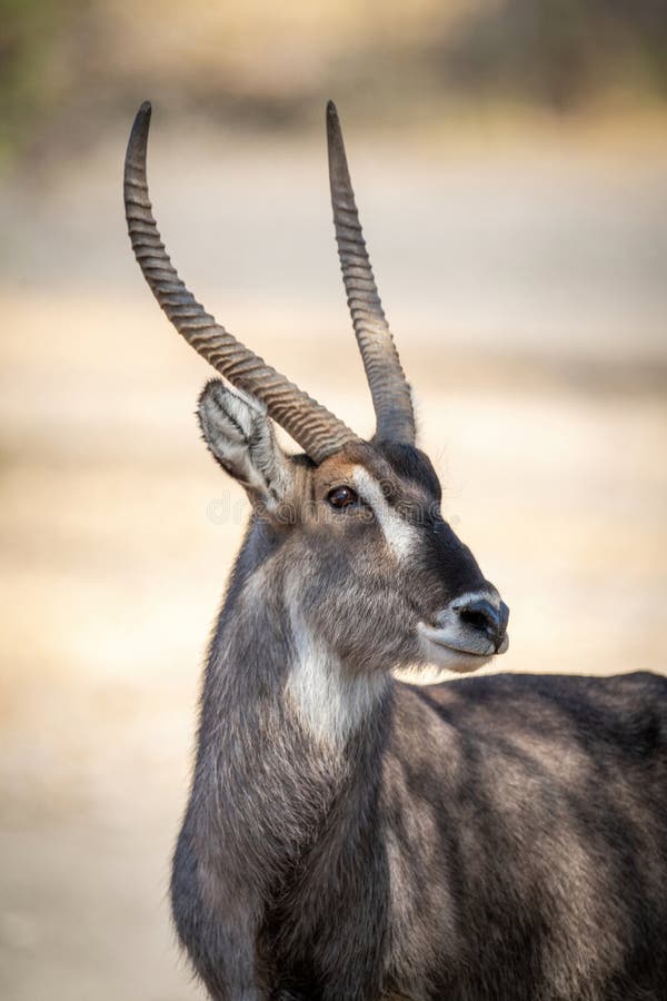 Close-up of Male Common Waterbuck with Catchlight Stock Image - Image ...