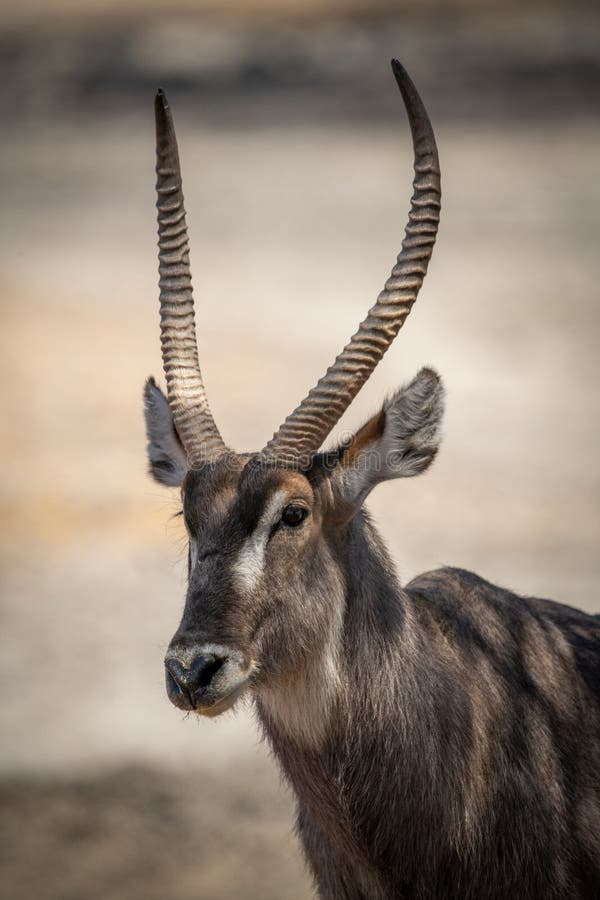 Close-up of Male Common Waterbuck Facing Left Stock Image - Image of ...