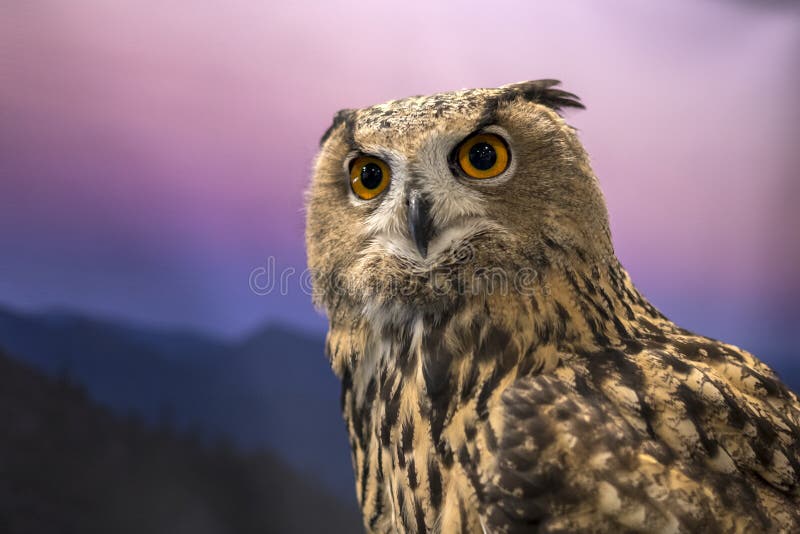 Close Up Male Eurasian Eagle Owl Front View Stock Photo - Image of grey ...