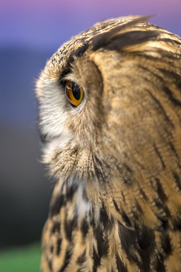 Great Horned Owl Side Profile Stock Photos - Free & Royalty-Free Stock ...