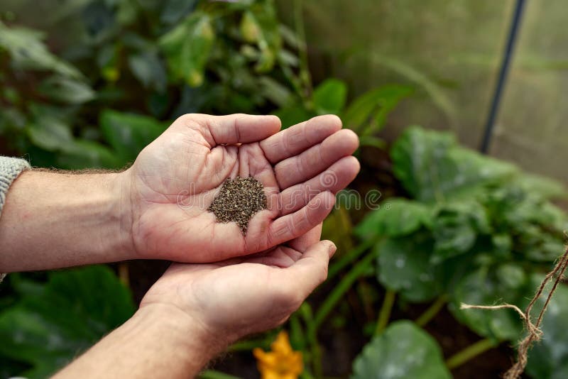 Close Up of Male Farmer with Soybean Seed in His Hands Stock Image ...