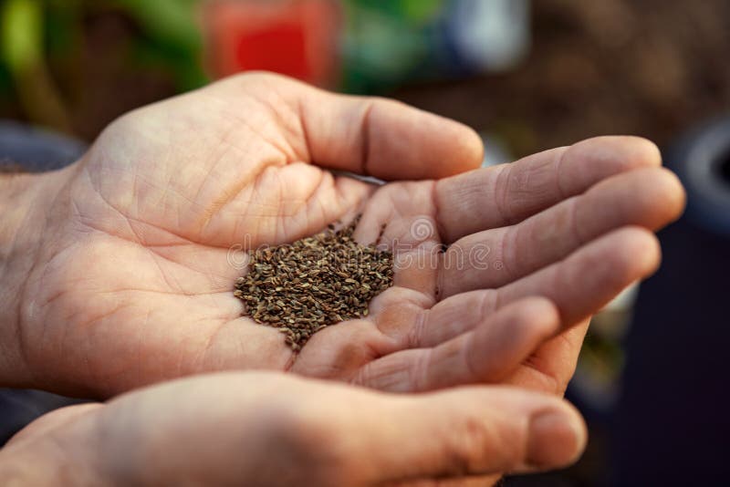 Close Up of Male Farmer with Soybean Seed in His Hands Stock Image ...