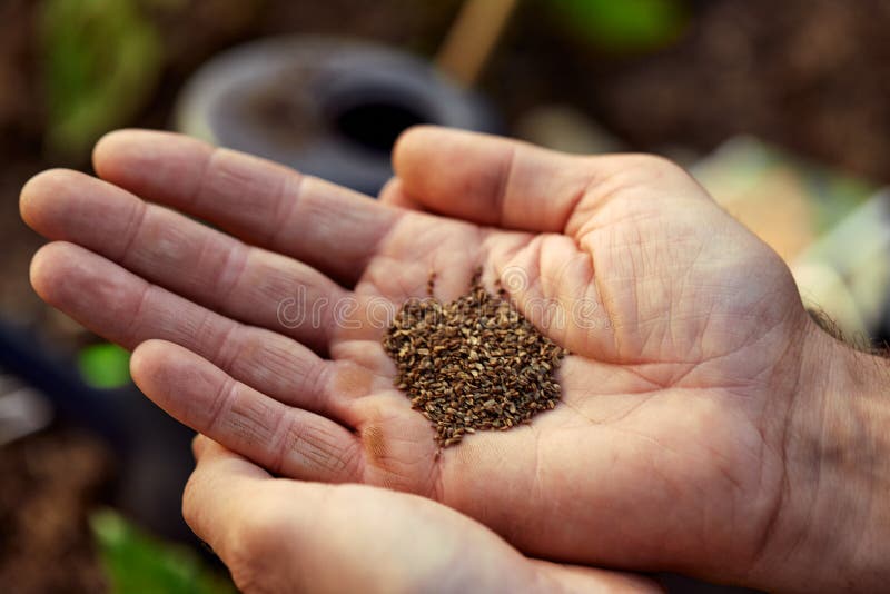 Close Up of Male Farmer with Soybean Seed in His Hands Stock Image ...