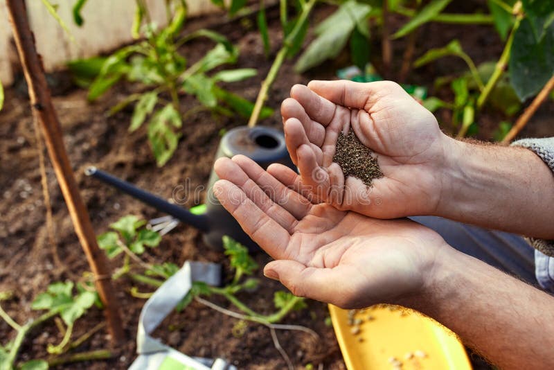 Close Up of Male Farmer with Soybean Seed in His Hands Stock Image ...