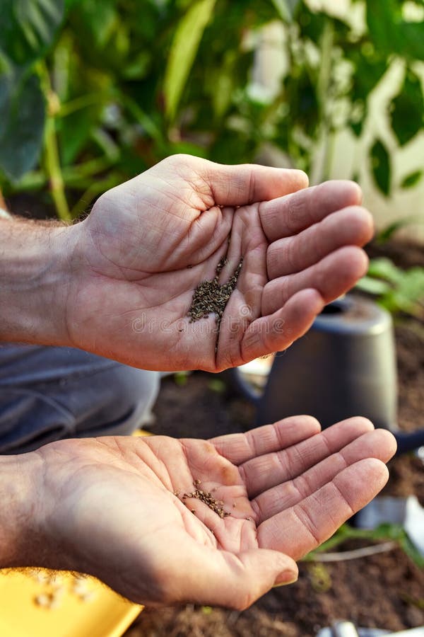 Close Up of Male Farmer with Soybean Seed in His Hands Stock Image ...