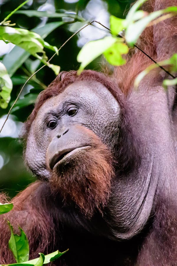 Close Up of a Male Flange Orangutan Stock Photo - Image of nature ...