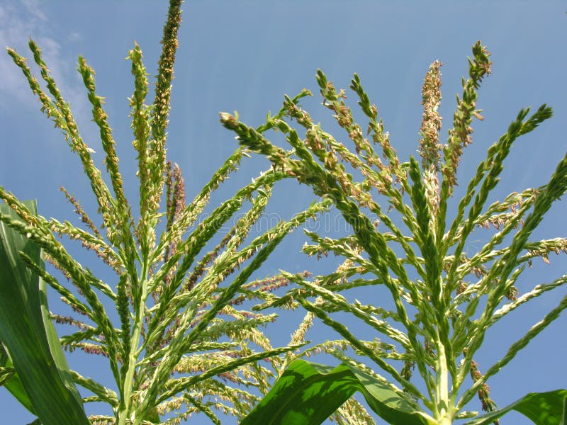 Close-up of Male Flowers (tassel) of Maize Stock Photo - Image of ...