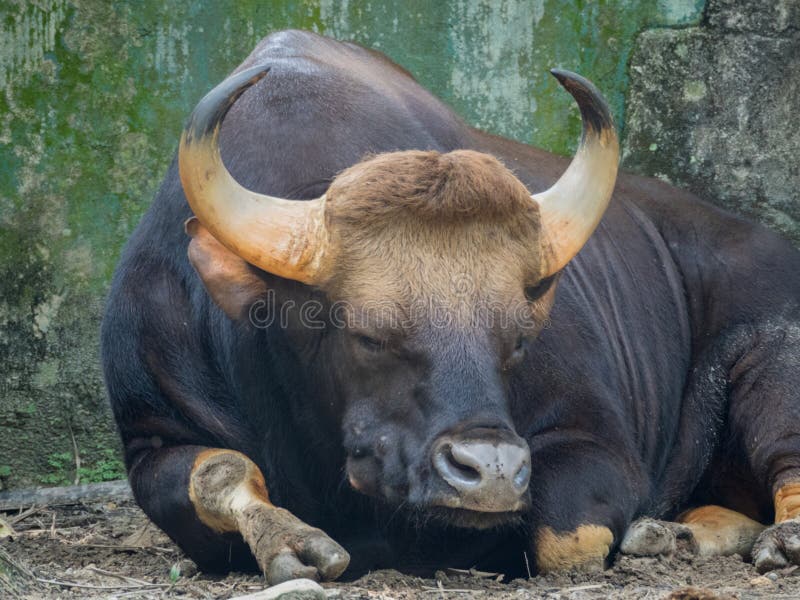 Close up of Male Gaur stock image. Image of asian, horns - 76012203
