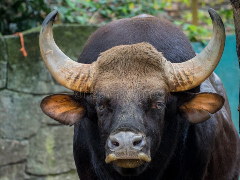 Close up of Male Gaur stock photo. Image of horns, cattle - 76012452