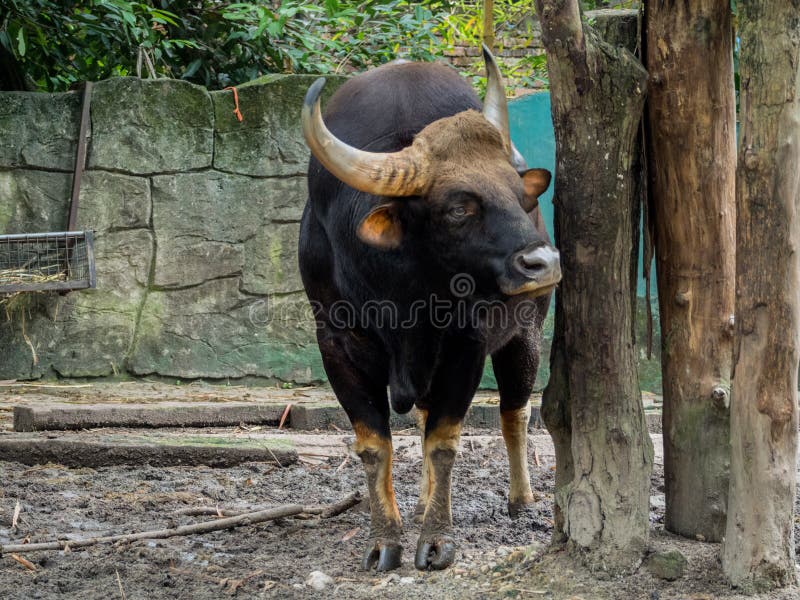 Close up of Male Gaur stock photo. Image of gaur, mature - 76012696