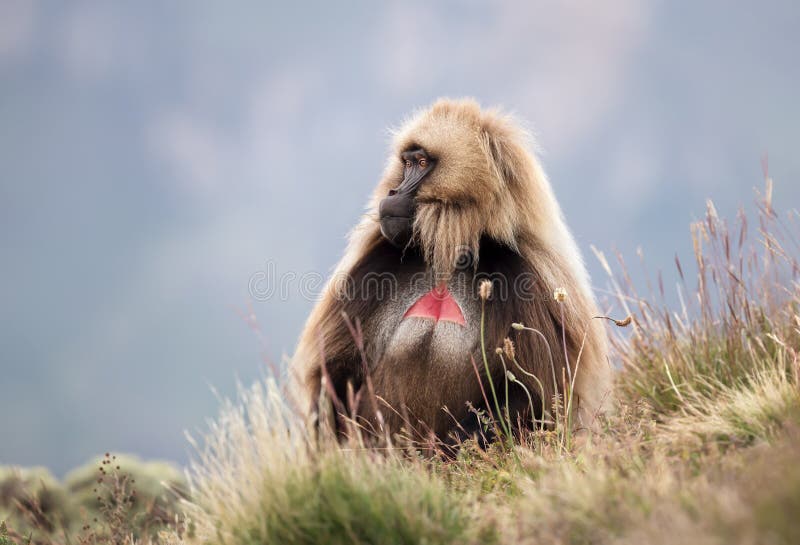 Close Up of Male Gelada Monkey Sitting in Grass Stock Photo - Image of ...