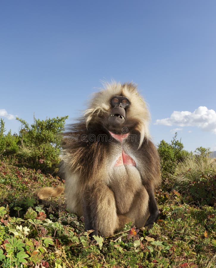 Close Up of a Male Gelada Monkey Sitting in Grass Stock Photo - Image ...