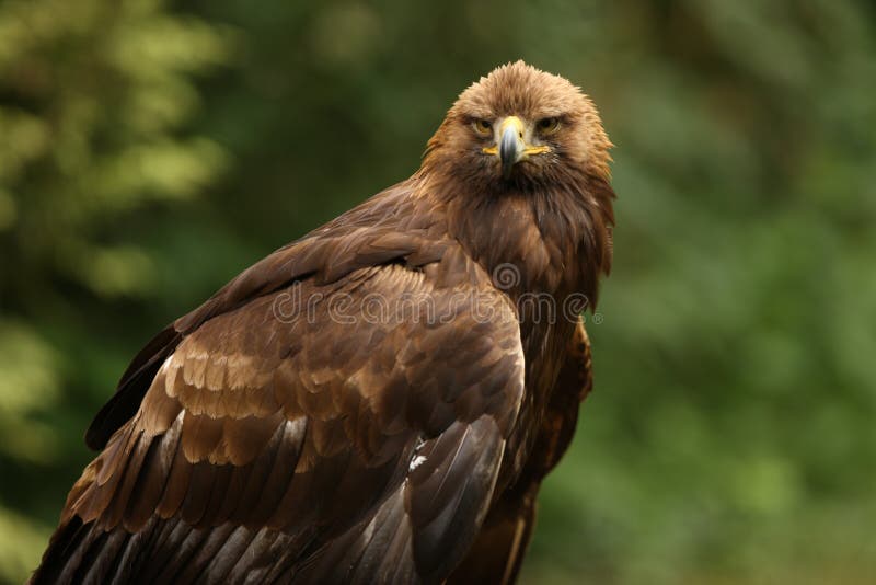 Close Up of a Male Golden Eagle Stock Photo - Image of chrysaetos, beak ...