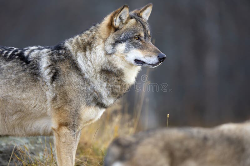 Close-up of Male Grey Wolf Standing on a Rock in the Forest Stock Photo ...
