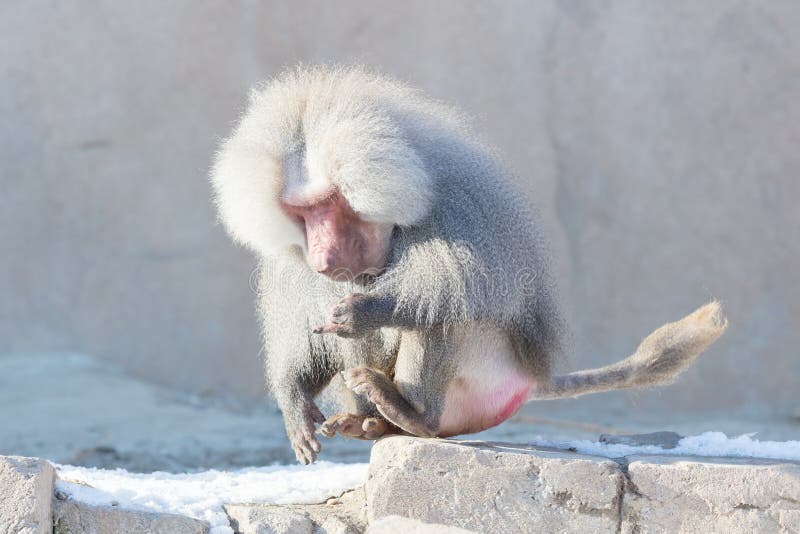 Close Up of Male Hamadryas Baboon Stock Photo - Image of papio, monkey ...