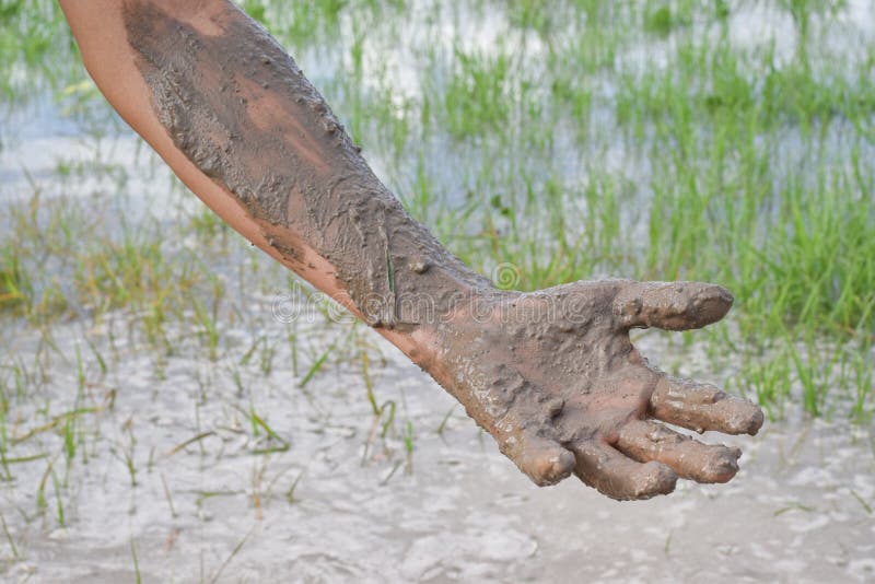 Close Up of Male Hand Covered with Mud Stock Photo - Image of skin ...
