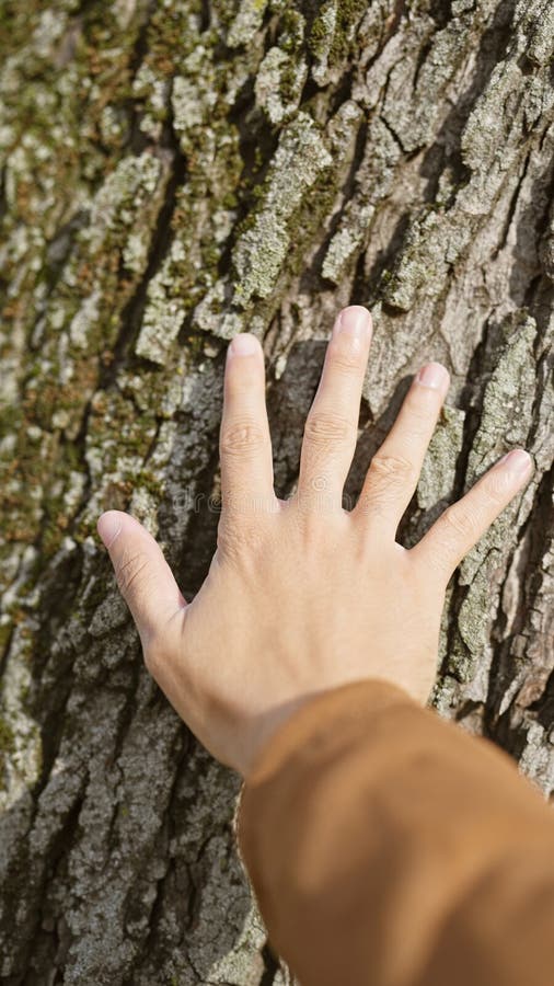 Close-up of a Male Hand Touching the Textured Bark of a Tree Trunk ...