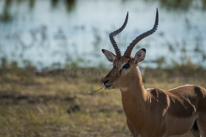 Close-up of Male Impala Facing Camera Eating Stock Photo - Image of ...