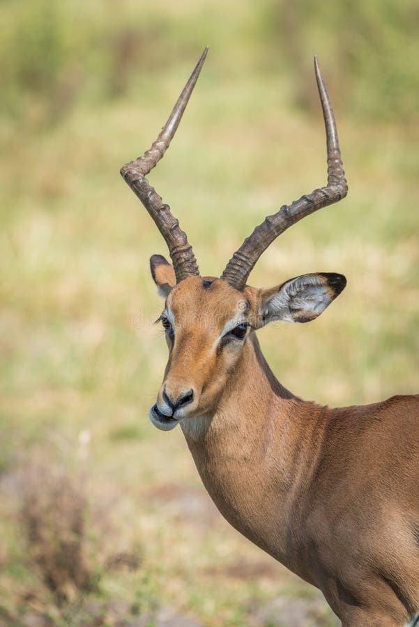 Close-up of Male Impala on Grass Chewing Stock Photo - Image of sunny ...